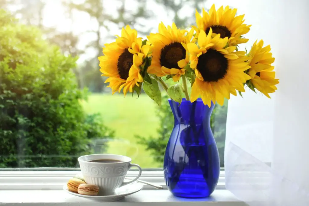 How to Grow Your Own Sunflowers Indoors – A to Z Flowers
