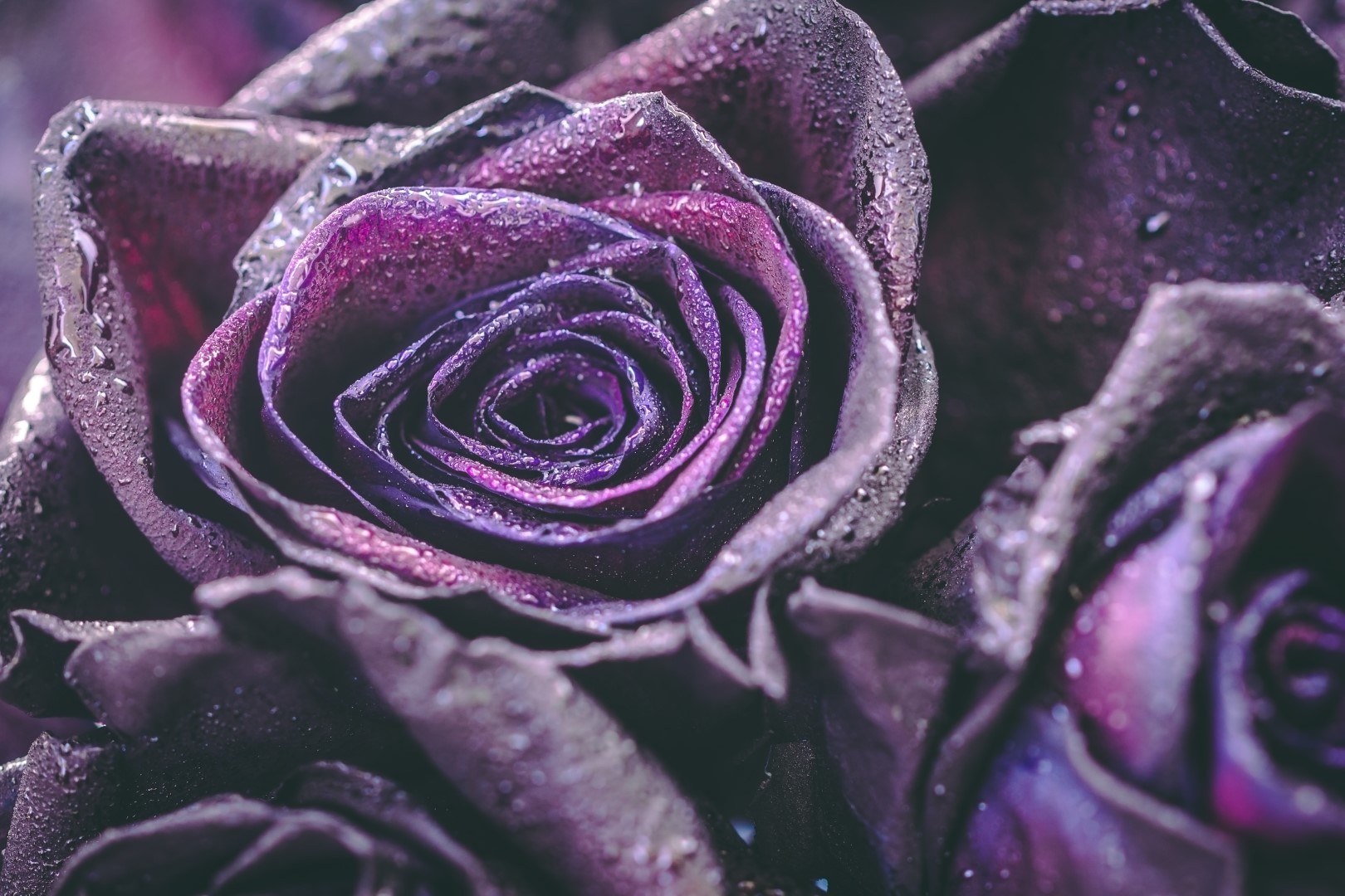 The Curious Meaning of Black Roses – A to Z Flowers